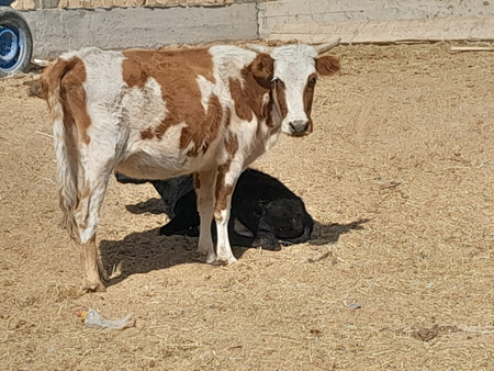 Qisir sigirlar sotiladi 1 va 2qorin tug‘gan