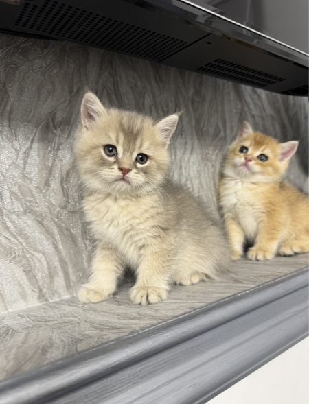 Продается котенок шиншилла