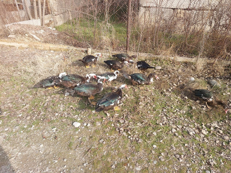 Продам индоуток оптом
