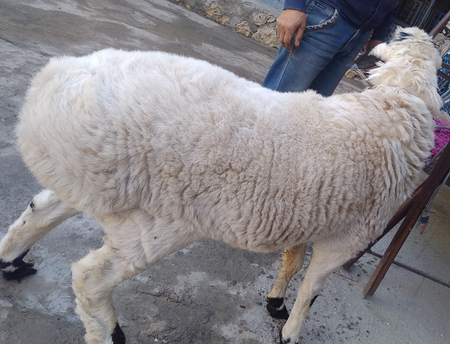 Semiz Zotli Katta Gavdalik Qora quloq qochqor srochna sotiladi