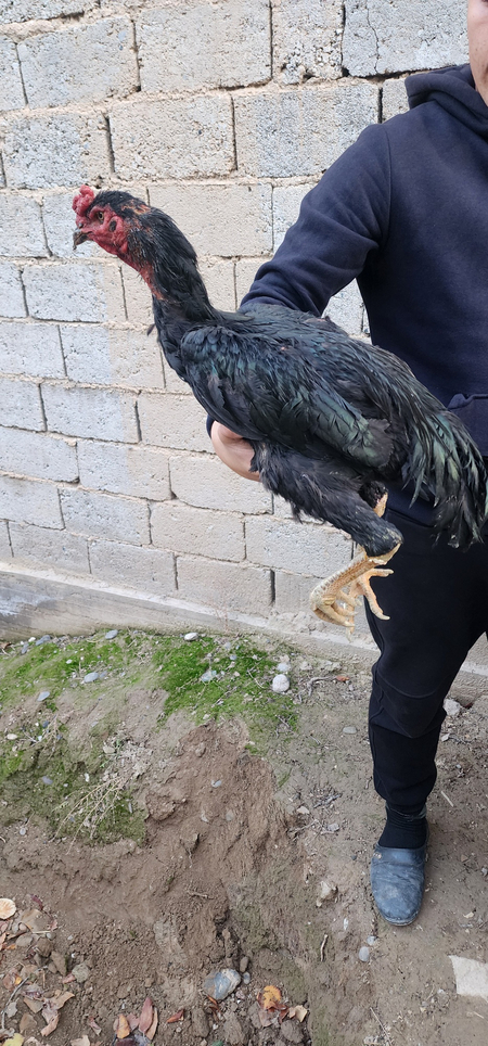 Ganoy + kares gibrid