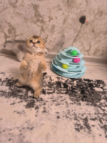 Шикарные чистокровные котята