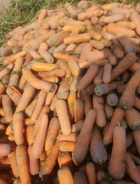 Mollarga yemga sabzi sotiladi