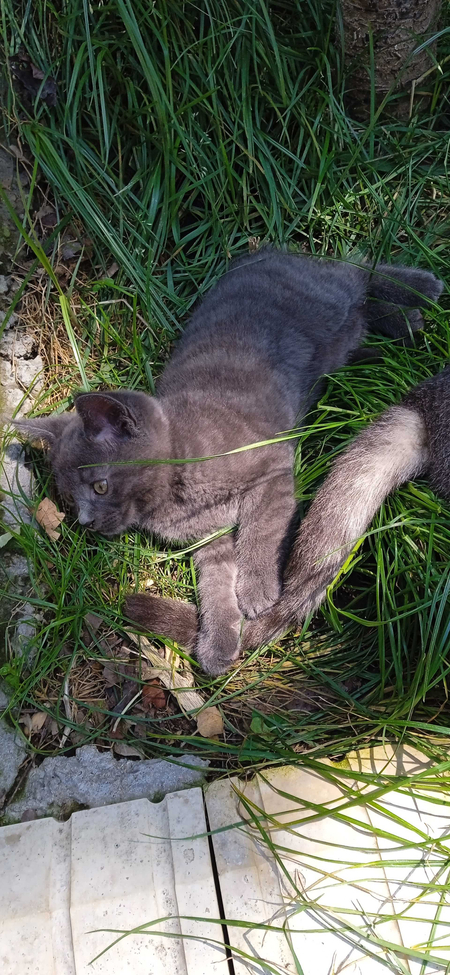Котята серые, в добрые руки