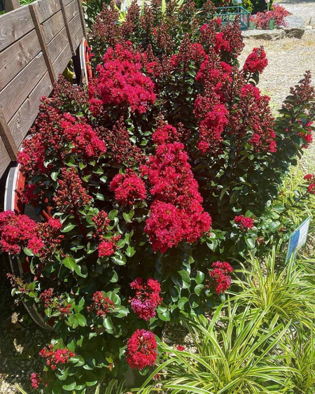 Индийский сирень сорт Lagerstroemia cherry mocha