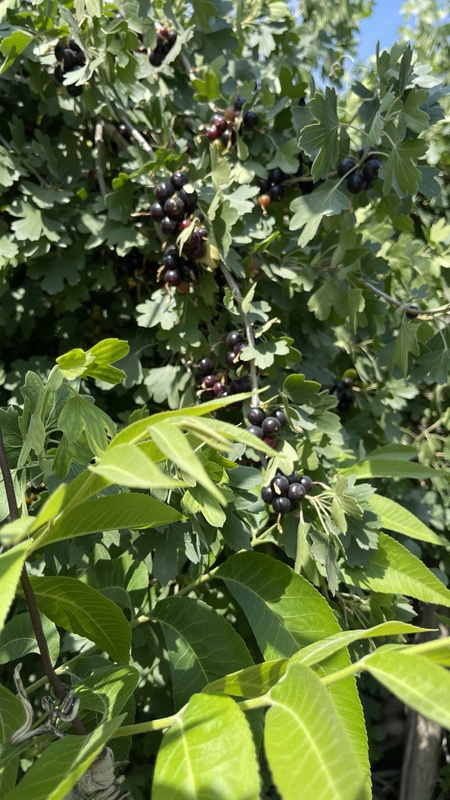 Вкусная, чёрная, крупная домашняя смородина.