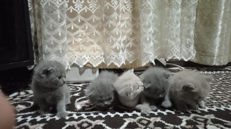 скотиш фолд ва страйт