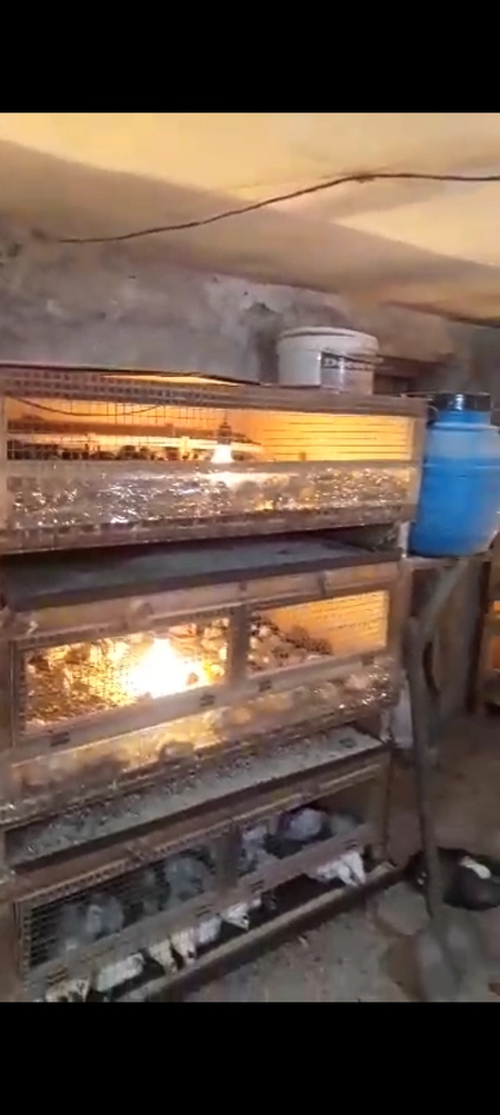 Bedona juja 30 kunlik va 40 kunligacha  bedona mokyonchalariga buyutma
