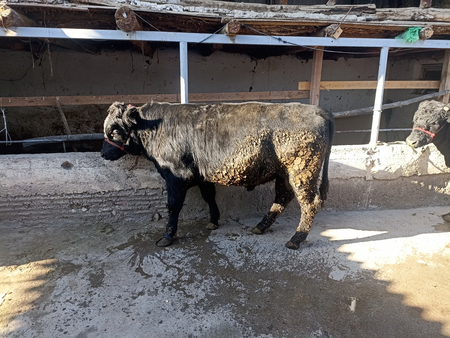 Buqa       angus