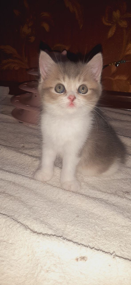 Скоттиш страйт мальчик