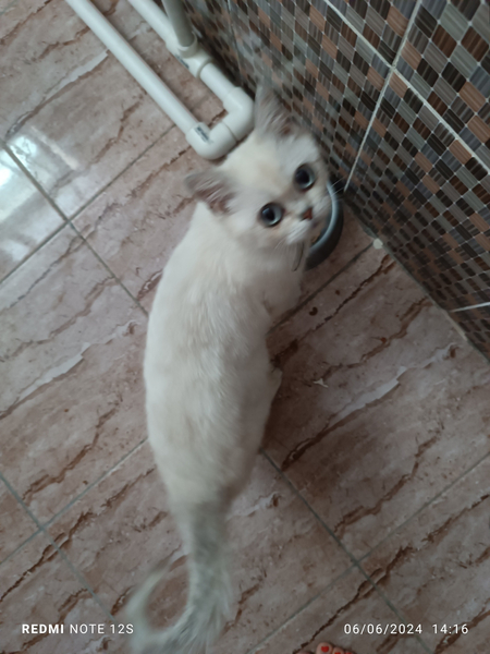 Mushuk sotiladi.