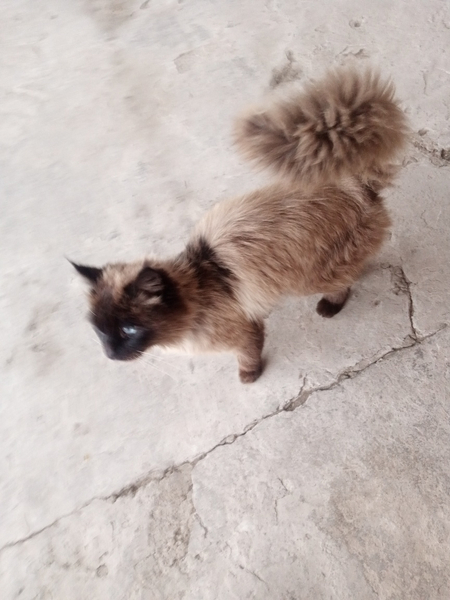Сиамская кошка..