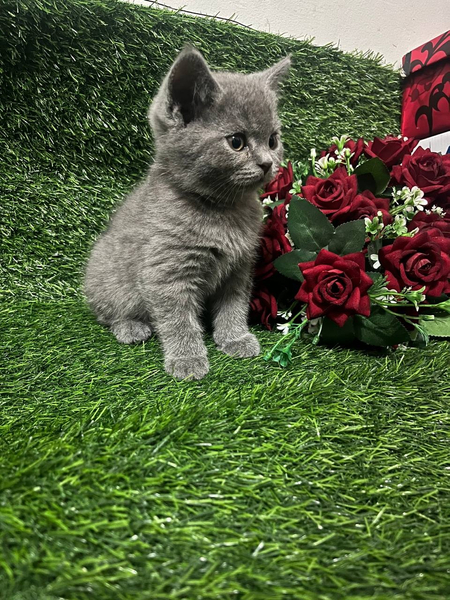 Ширин мушикчалар сотилади