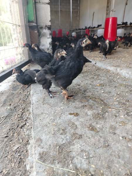 Damashniy  Qora shag'zoda jo'jalari sotiladi