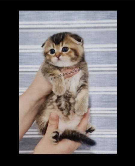 Мушук  зотдор  скоттиш-фолд киз
