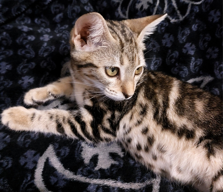 Продажа котёнка бенгальский . Породистый