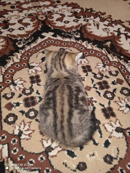 Шотландские вислоухие кошки