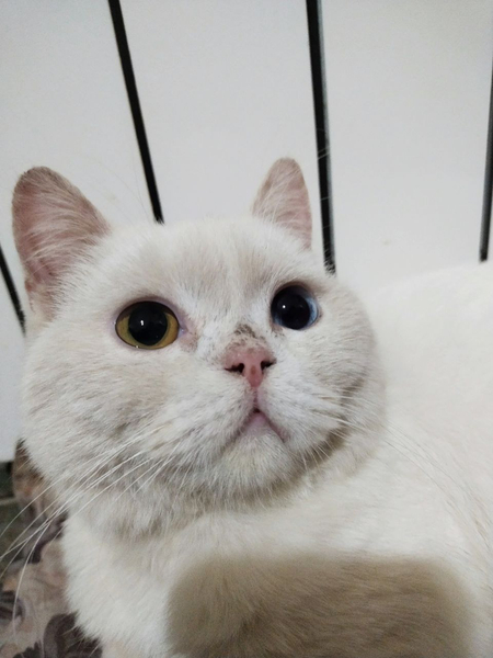 Продаётся котёнок