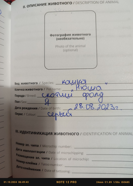 Чистокровный здаровый шотланский фолд Skottiy fold