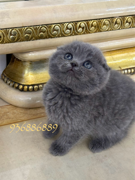 Тедди мимишки Элитте Чистокровные