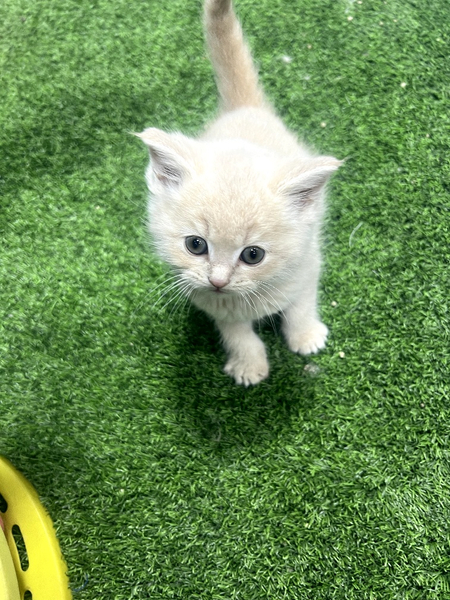 Котёнок породистая