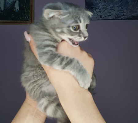 Скоттиш страйт породистые котята