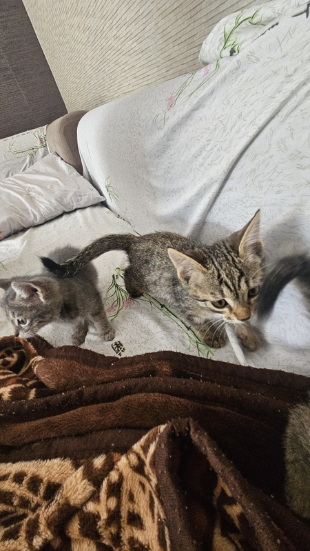 Котёноки одам в хорошие руки даром