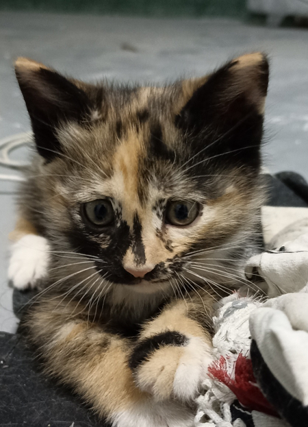 Котенок 1, 5 ойлик