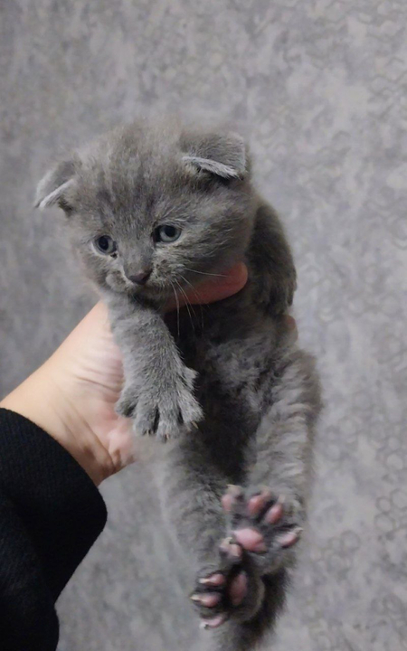 Котик Лео сотилади мальчик