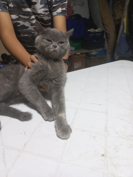Mushuk. Koshka sotiladi