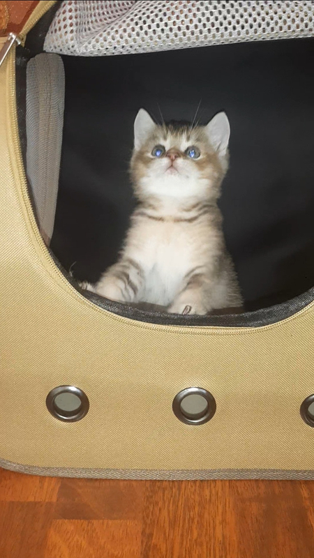 Скоттиш страйт котёнок