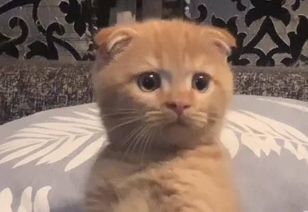 котенок шотландская шиншиллочка