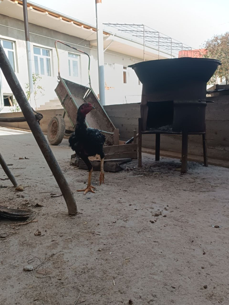 Dakan jojala sotiladi