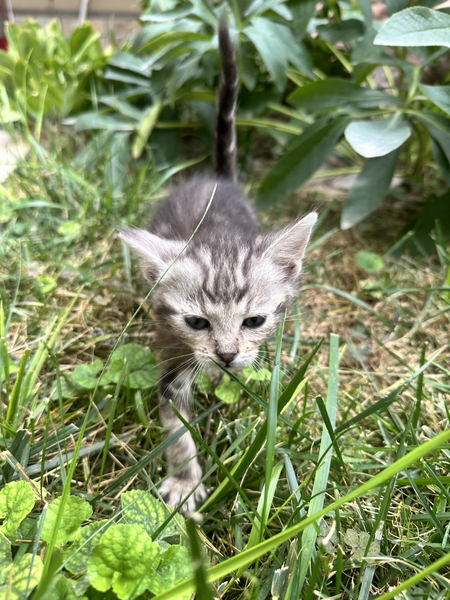 ПОТЕРЯЛСЯ КОТЕНОК! Кошка. Нашедшего ждет вознаграждение!