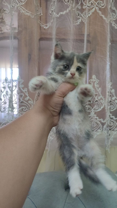 Продаются котята
