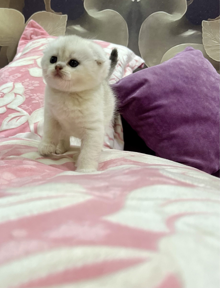 Шотланский Скоттиш Фолд ! Шиншилла!