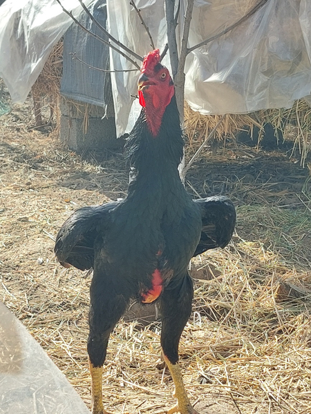 Dakan xuroz tuxumlari sotiladi