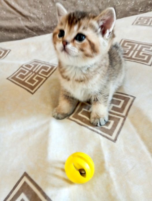 Шиншила девочка 1.5 мес