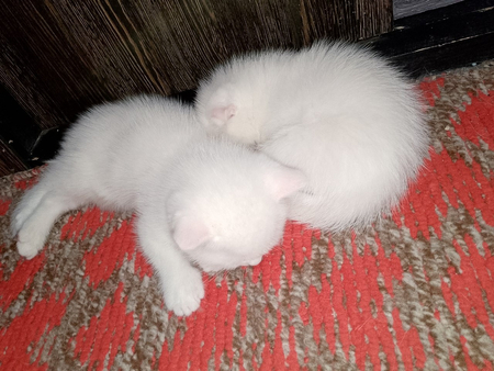 Котёнок,мальчик,пародистый