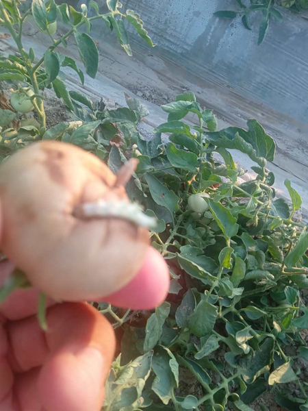 Virin biologik preparat ko'sak qurtiga qarshi
