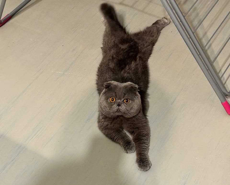 Кот на вязку  Scottish fold