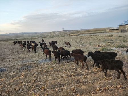 Shirboz qo'zilar, Buqalar sotiladi