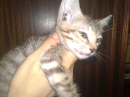 Красивый котёнок -девочка, полосатый окрас, 2 месяца.
