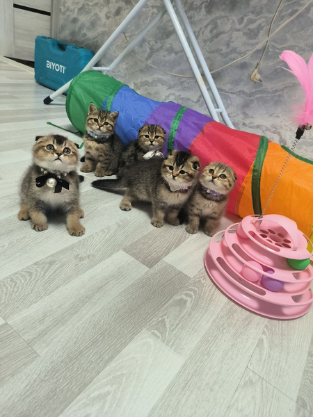 Шикарные котята от правильной вязки