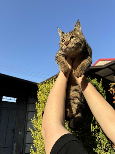 Котенок. Европейская короткошерстная