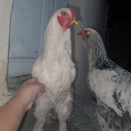 Kamimibor ikyuzmi  kami bor
