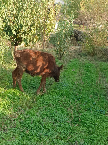 Ğunajin buzoqlar sotiladi soğligi zor.