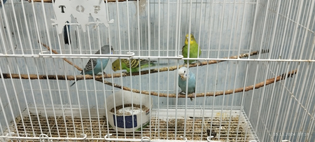 Qushlar sotiladi