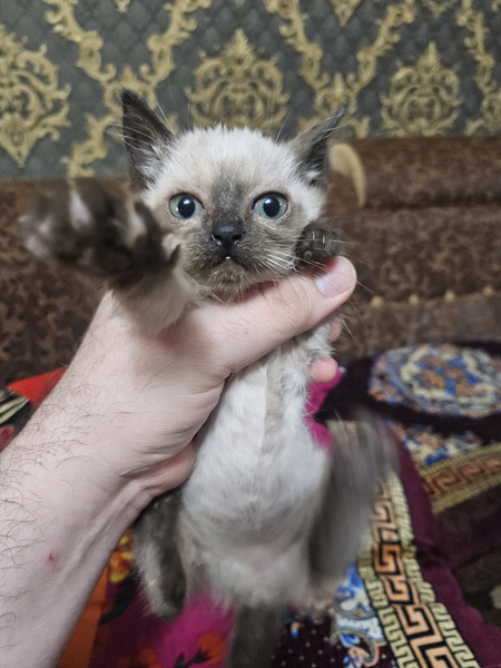 Сиамский пышык сатылады