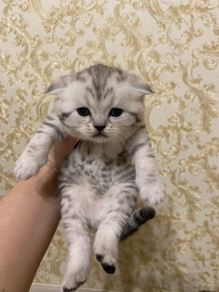 Котёнок скотиш фолд